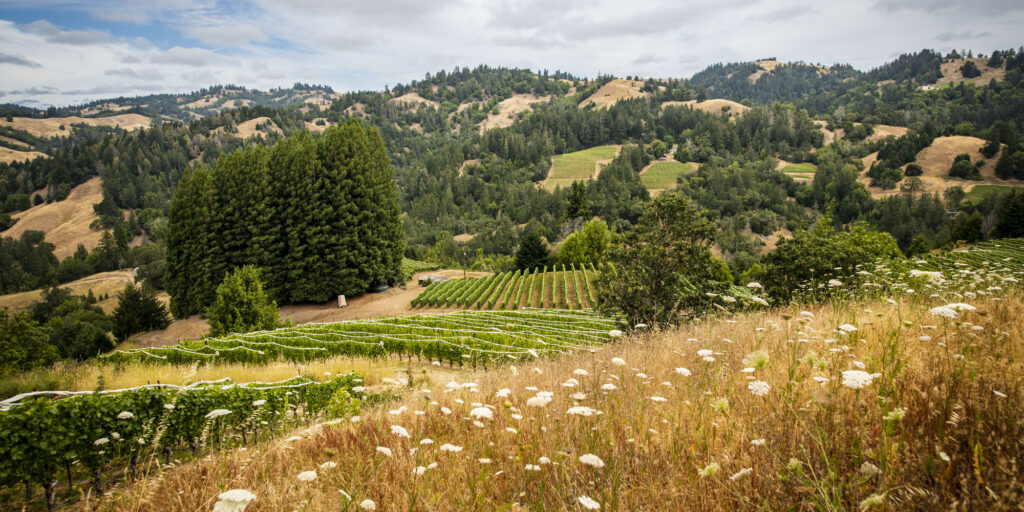 Vineyards - martinelli winery