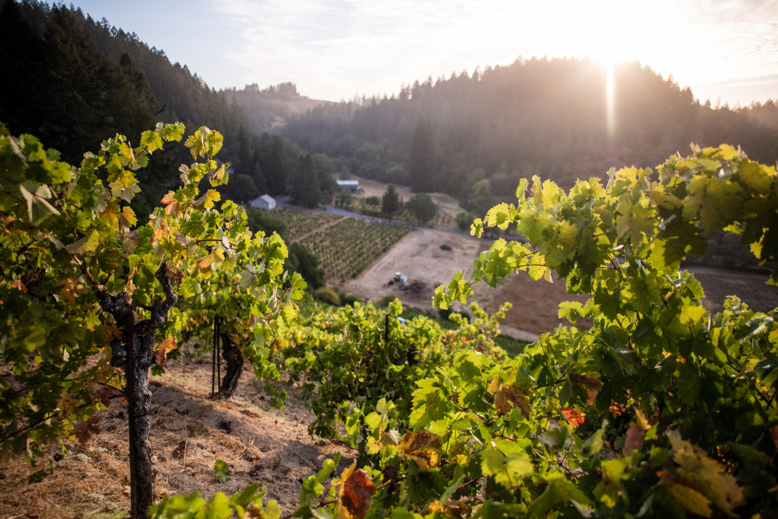 Vineyards - martinelli winery