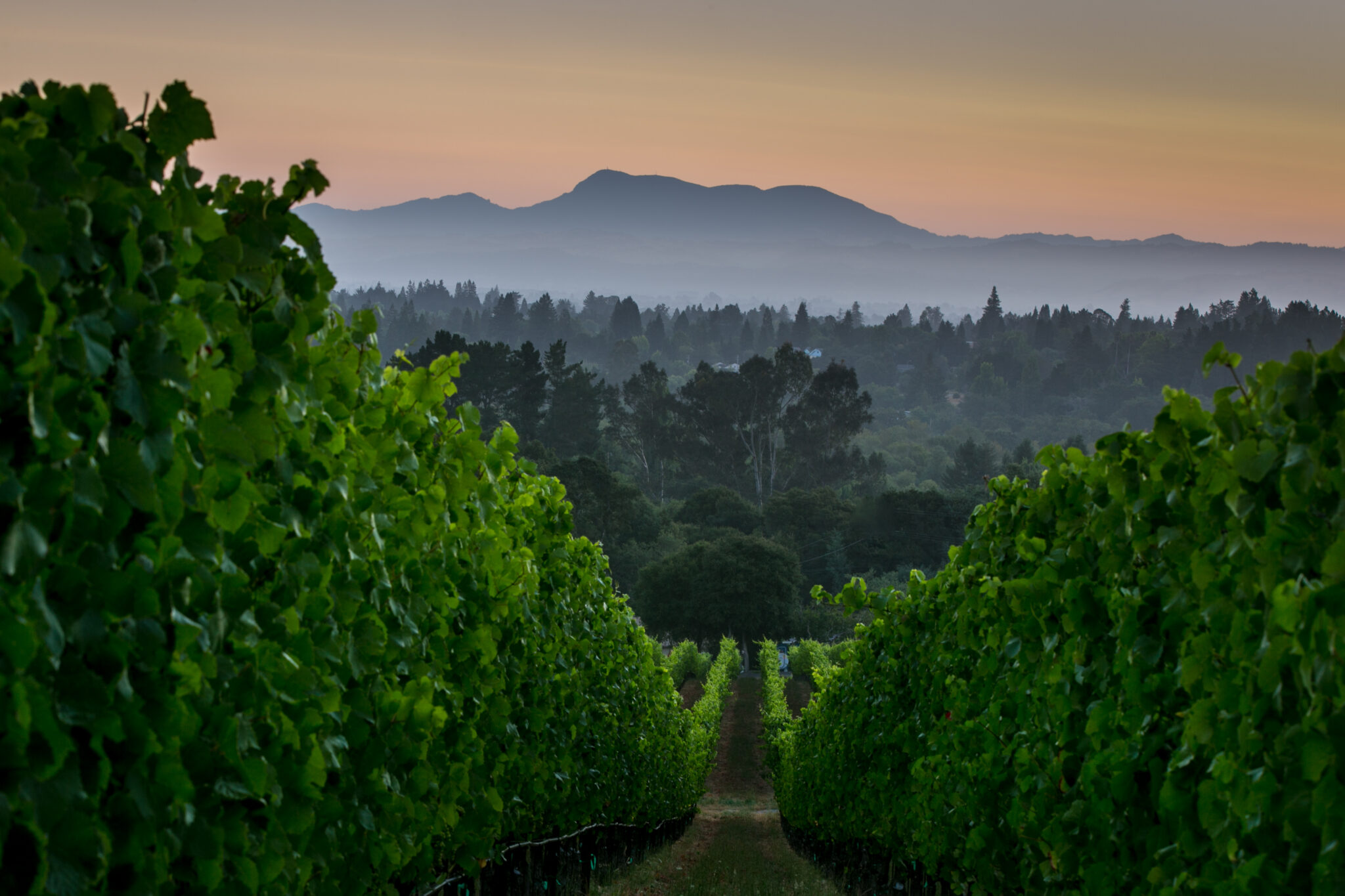 Vineyards - martinelli winery